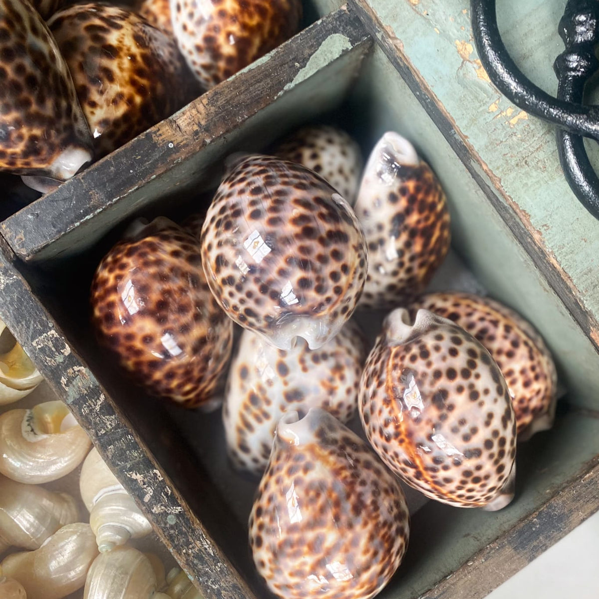 Spotted Tiger Cowrie Shell – Magpie Style
